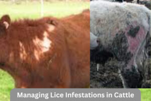 Managing Lice Infestations in Cattle: A Comprehensive Guide for Farmers ...