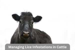 Managing Lice Infestations in Cattle: A Comprehensive Guide for Farmers ...