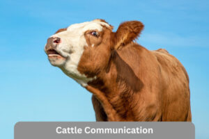 Cattle Communication: Understanding Cow Sounds and Vocalizations ...