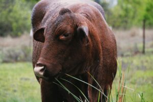 The Iconic Santa Gertrudis Cattle: Origins, Uses, and Pros/Cons ...