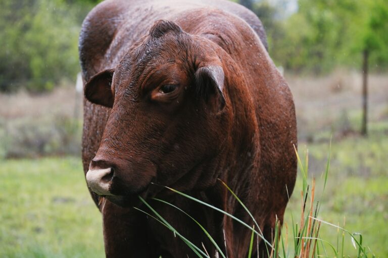 The Iconic Santa Gertrudis Cattle: Origins, Uses, and Pros/Cons ...