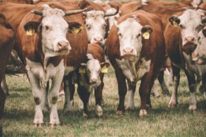 Body Condition Scoring of Beef Cows: A Comprehensive Guide for Optimal ...