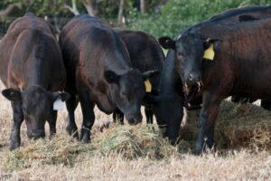 Body Condition Scoring of Beef Cows: A Comprehensive Guide for Optimal ...