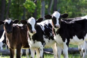 Body Condition Scoring of Beef Cows: A Comprehensive Guide for Optimal ...