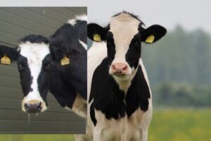 Common Cattle Diseases and Their Prevention Strategies: A Comprehensive ...