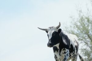 Corriente cattle: A Comprehensive Guide to Breed Characteristics, Care ...