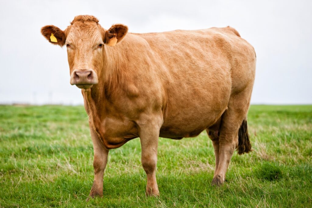 Cattle Reproduction | Cattle Daily