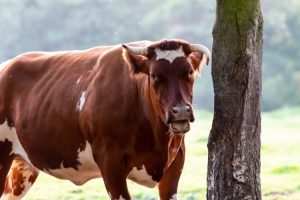 The Remarkable Belgian Blue Cattle