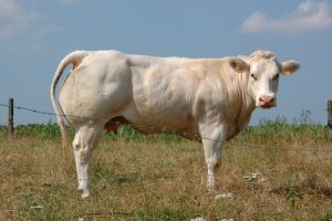 The Remarkable Belgian Blue Cattle