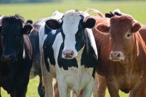 Comprehensive Guide to Cattle Training and Management