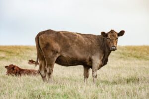 Gelbvieh Cattle: Complete Guide to Germany's Premier Beef Breed