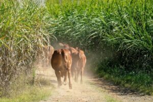 Faster Than You Think! How Fast Can Cows Really Run? - Cattle Daily