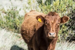 Small Beef Cattle Breeds: Top 5 Compact Bovines for Efficient Farming