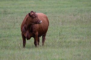 Gelbvieh Cattle Breed: Origin, Facts, Uses & Traits of This Docile Beef ...