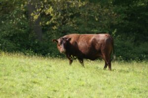 The Red Poll: A Heritage Cattle Breed With a Colorful History - Cattle ...