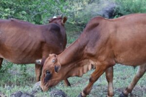 All About Gyr Cattle: The Iconic Indian Breed - Cattle Daily