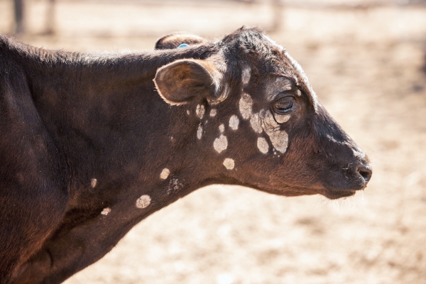 Ringworm in Cattle: Causes, Symptoms, Prevention and Treatment - Cattle ...