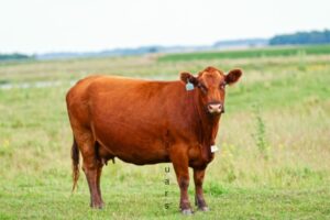 Red Angus Cattle Breed Profile - Cattle Daily