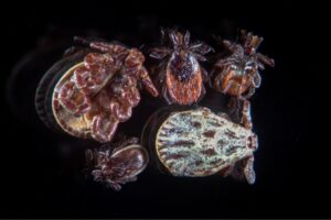 Understanding Tick-Borne Cattle Diseases - Cattle Daily