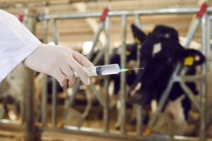 Understanding Tick-Borne Cattle Diseases - Cattle Daily