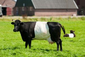 Does Clover Kill Cattle? Myths vs Facts Explored