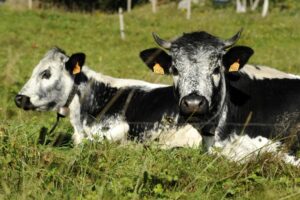 An Insight into the Best Heritage Cattle Breeds: Discovering the Finest ...