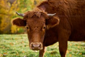 Exploring the Shorthorn Cattle: A Comprehensive Breed Profile