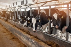 Maximizing Reproductive Efficiency: The Use of CIDR Inserts in Cows and ...