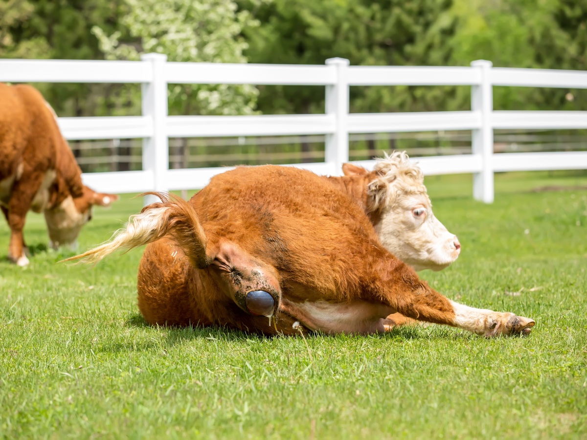 Signs & the Stages of Cows Labor: Recognizing Impending Calving ...