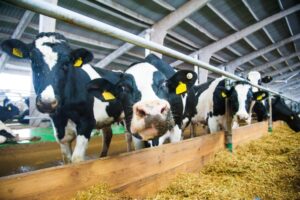 Maximizing Reproductive Efficiency: The Use of CIDR Inserts in Cows and ...