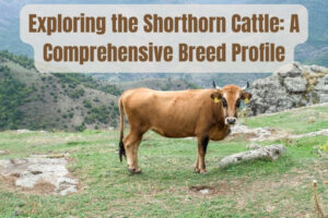 Exploring the Shorthorn Cattle: A Comprehensive Breed Profile