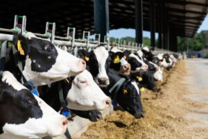 Cattle Farming's Impact on Environment: Effects & Solutions