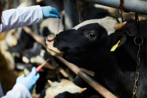Understanding Abortion in Cattle: Causes and Preventive Measures ...