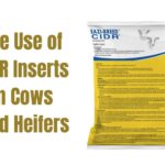 Cattle Daily - Your Daily Cattle Connection