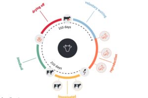 Maximizing Reproductive Efficiency: The Use of CIDR Inserts in Cows and ...