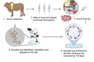 Mastering the Art of Embryo Transfer in Cattle: A Comprehensive Guide ...