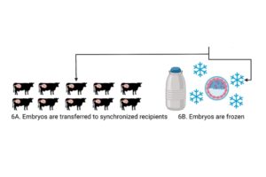 Mastering the Art of Embryo Transfer in Cattle: A Comprehensive Guide ...