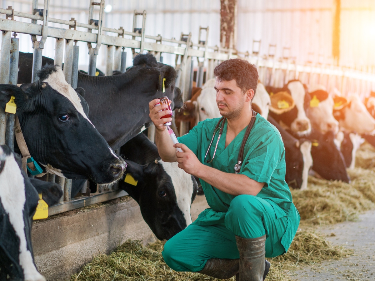 Signs & the Stages of Cows Labor: Recognizing Impending Calving ...