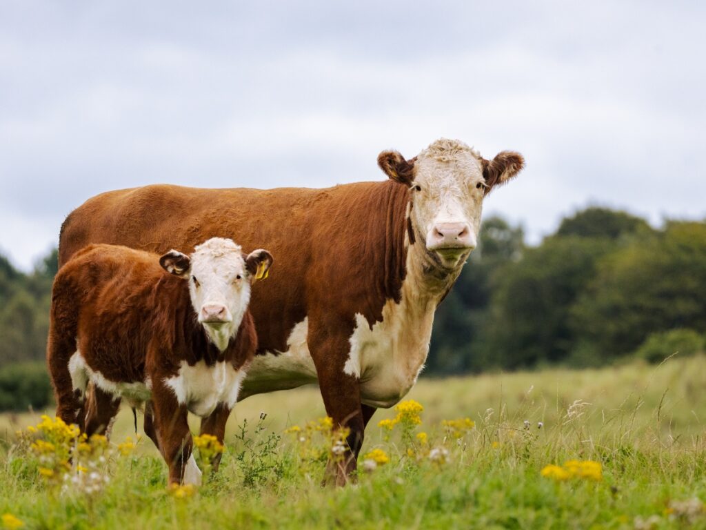 Signs & the Stages of Cows Labor: Recognizing Impending Calving ...