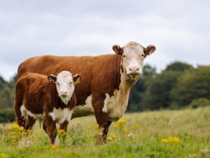 Signs & the Stages of Cows Labor: Recognizing Impending Calving ...