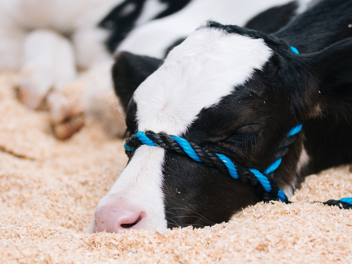 Signs & the Stages of Cows Labor: Recognizing Impending Calving ...