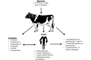 Mastering the Art of Embryo Transfer in Cattle: A Comprehensive Guide ...