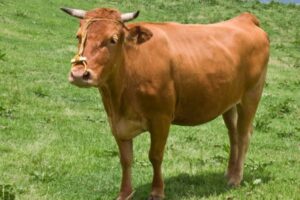 Milking Shorthorn Cattle Breed Profile - Cattle Daily