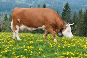 Strategies for Acidosis Causes and Prevention in Cattle: Balancing the ...