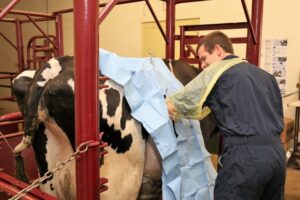 From Palpation to Blood Tests: Exploring the Spectrum of Pregnancy ...