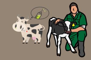 The Role of Ultrasound in Pregnancy Checking for Cattle ...