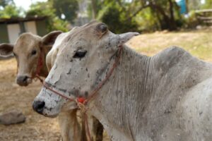Understanding Abortion in Cattle: Causes and Preventive Measures ...