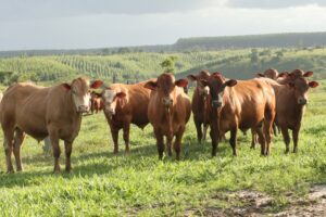 An Insight into the Best Heritage Cattle Breeds: Discovering the Finest ...