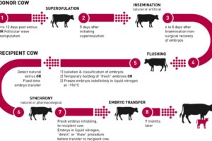 Mastering the Art of Embryo Transfer in Cattle: A Comprehensive Guide ...