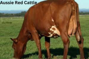 An In-Depth Look at Aussie Red Cattle: The Complete Breed Profile ...